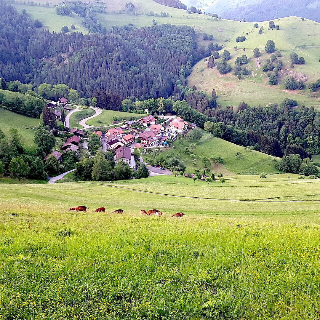 Grand Piano in black forest house | Music Traveler